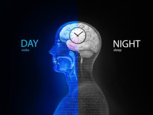 What Is the Biological Clock? 8 Things You Need to Know! - Science in ...